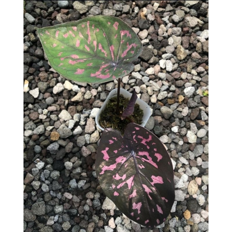 Jual Caladium Clavatum - Tanaman Hias Keladi Clavatum Cantik Murah ...