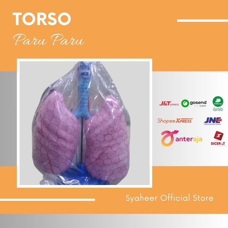Jual Torso Model Paru Paru Manusia Alat Peraga Pendidikan | Shopee ...