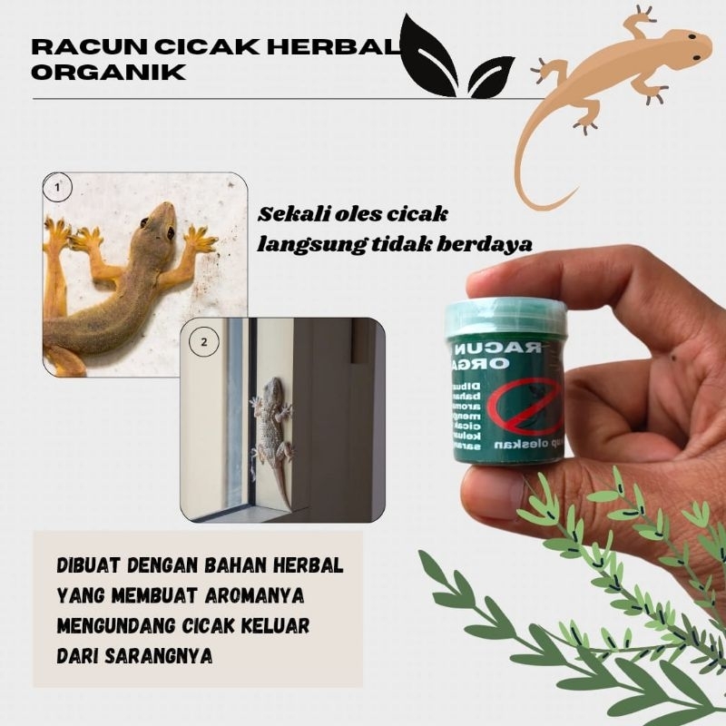 Jual RACAK CICAK HERBAL SUPER AMPUH NO 1 SEKALI JILAT CICAK MATI ...