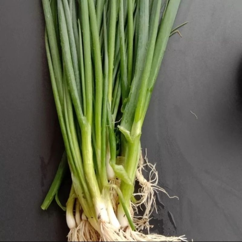 Jual Daun Bawang Segar | Shopee Indonesia