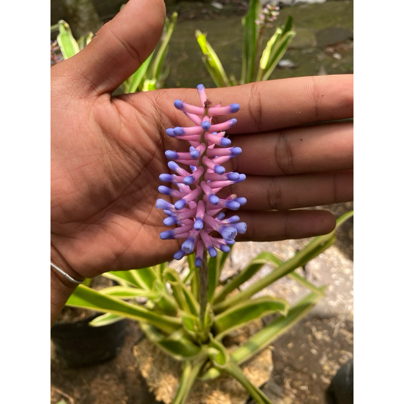 Jual Blantik Kembang - Tanaman hias Bromelia Varigata - Bromelia Lucky ...