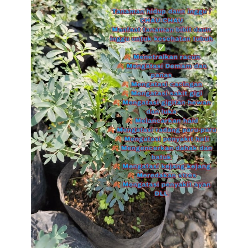 Jual Tanaman hidup Daun inggu Chau Chau | Shopee Indonesia