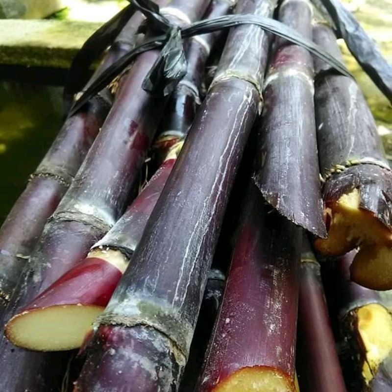 Jual Tebu hitam / tebu wulung bisa buat bibit 1 kg | Shopee Indonesia