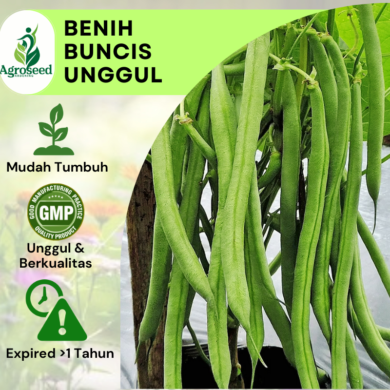 Jual ±50 Benih Buncis Termurah Tanaman Super Bibit Unggul Cepat Tumbuh ...