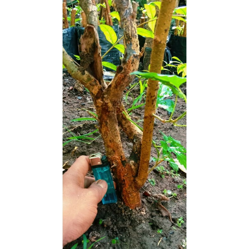 Jual murbei subur fress 65.000 akar kokoh mantap. | Shopee Indonesia