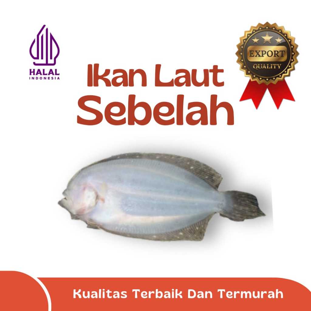 Jual IKAN SEBELAH / IKAN PIPIH / IKAN LAUT EKSPOR QUALITY | Shopee ...