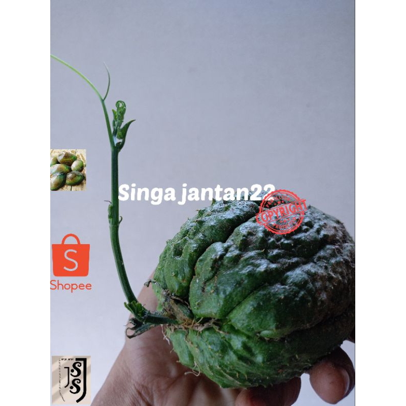 Jual Labu Siam siap tanam bibit | Shopee Indonesia