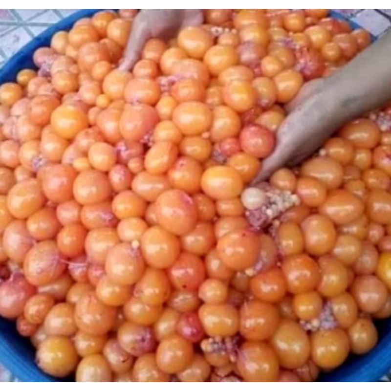 Jual telor muda ayam/uritan | Shopee Indonesia
