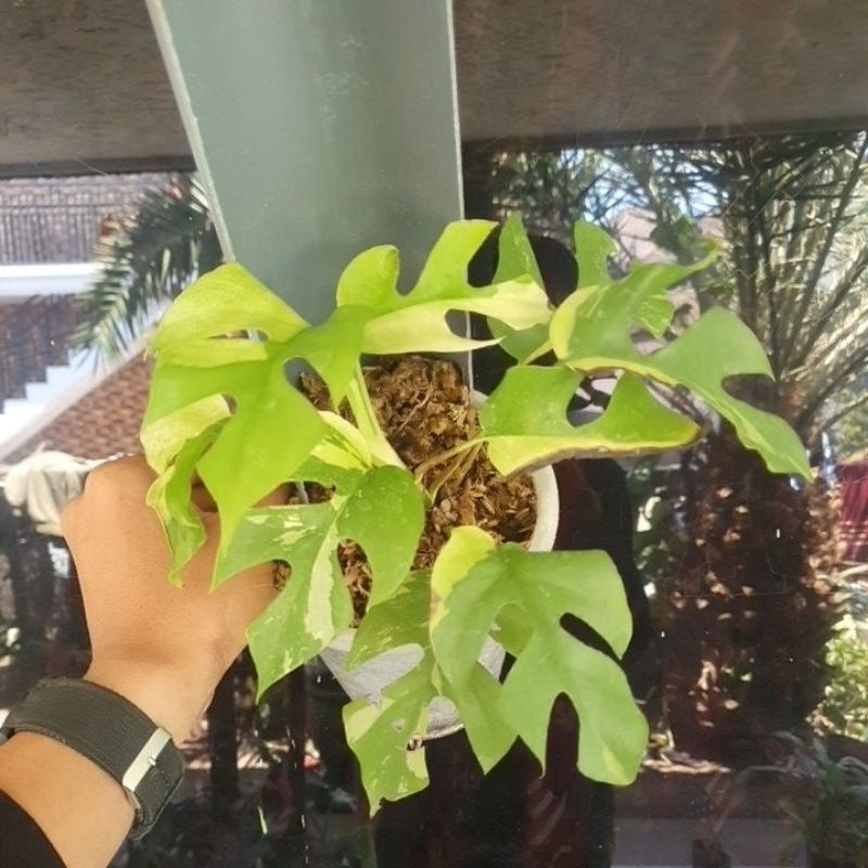Jual monstera tetrasperma varigata putih/monstera /philodendron ...