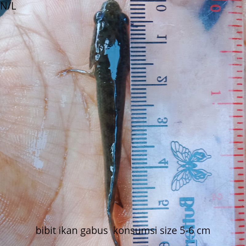 Jual bibit/benih ikan Gabus konsumsi ukuran 5-6 cm | Shopee Indonesia