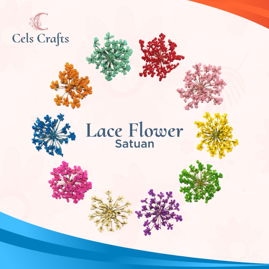 Jual [Satuan] Bunga Ammi Majus Anne Lace Pressed Flowers Bunga Asli ...