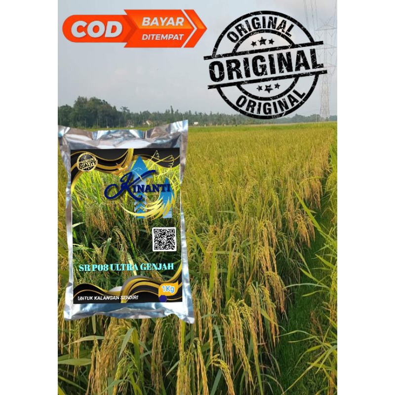 Jual BENIH PADI SR P08 PREMIUM 1KG | Shopee Indonesia