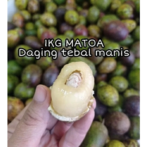 Jual Buah Matoa Fresh kemasan 1 kg | Shopee Indonesia