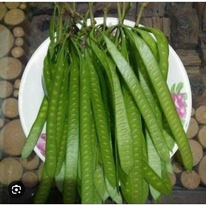 Jual Petai Cina Segar Muda Lalab Sayur 1 Ikat Murah Banyak Manfaat Obat ...