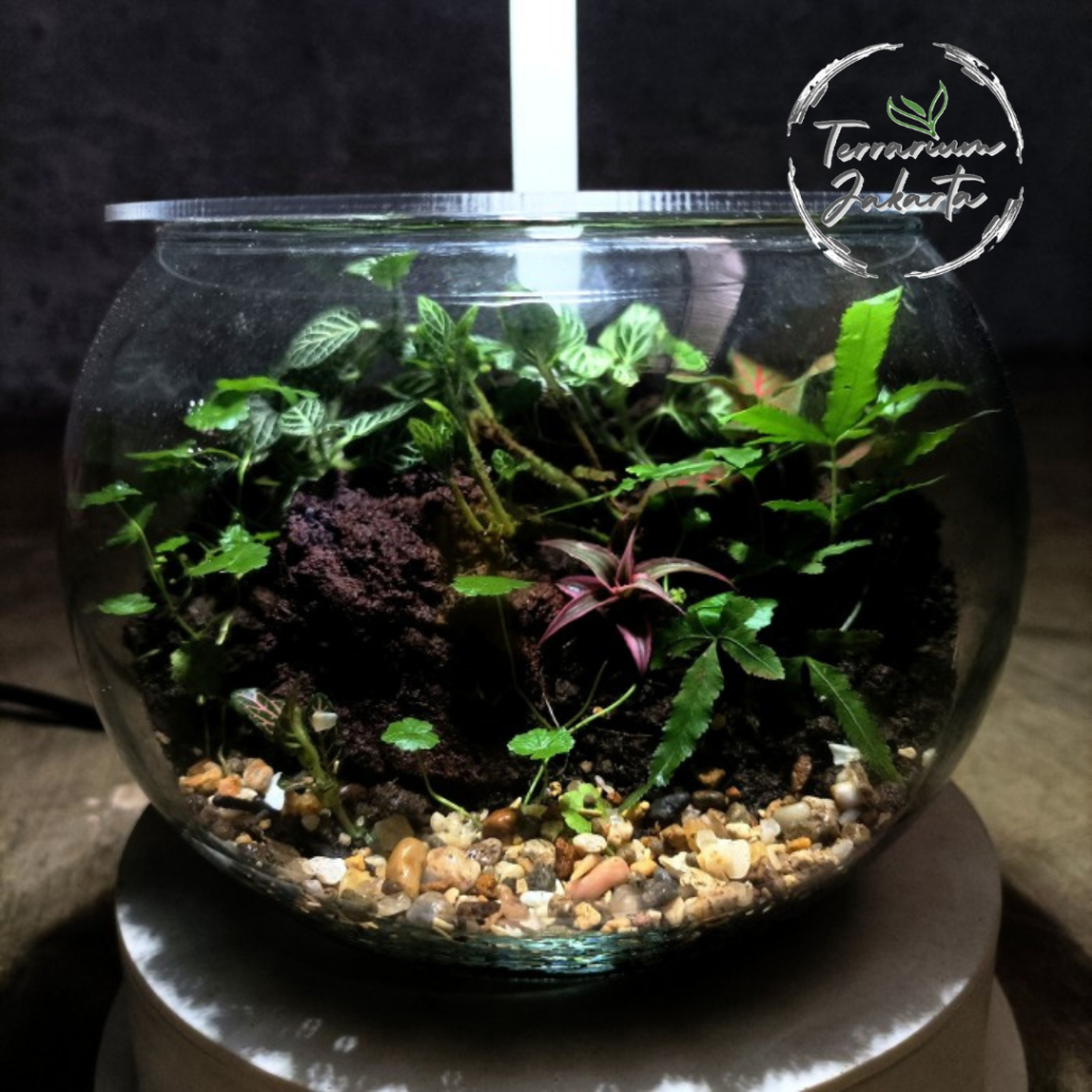 Jual Rain Forest Terrarium - Type 1| Closed Terrarium | Shopee Indonesia