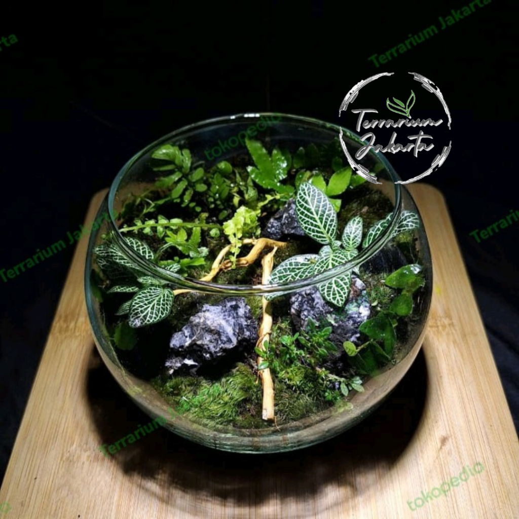 Jual Rain Forest Terrarium - Type 2| Closed Terrarium | Shopee Indonesia