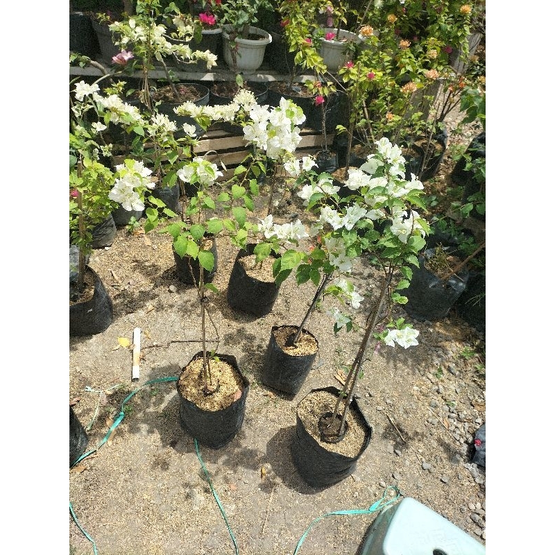 Jual BOGENVIL PUTIH 1 WARNA ORI TINGGI 1 METERAN | Shopee Indonesia