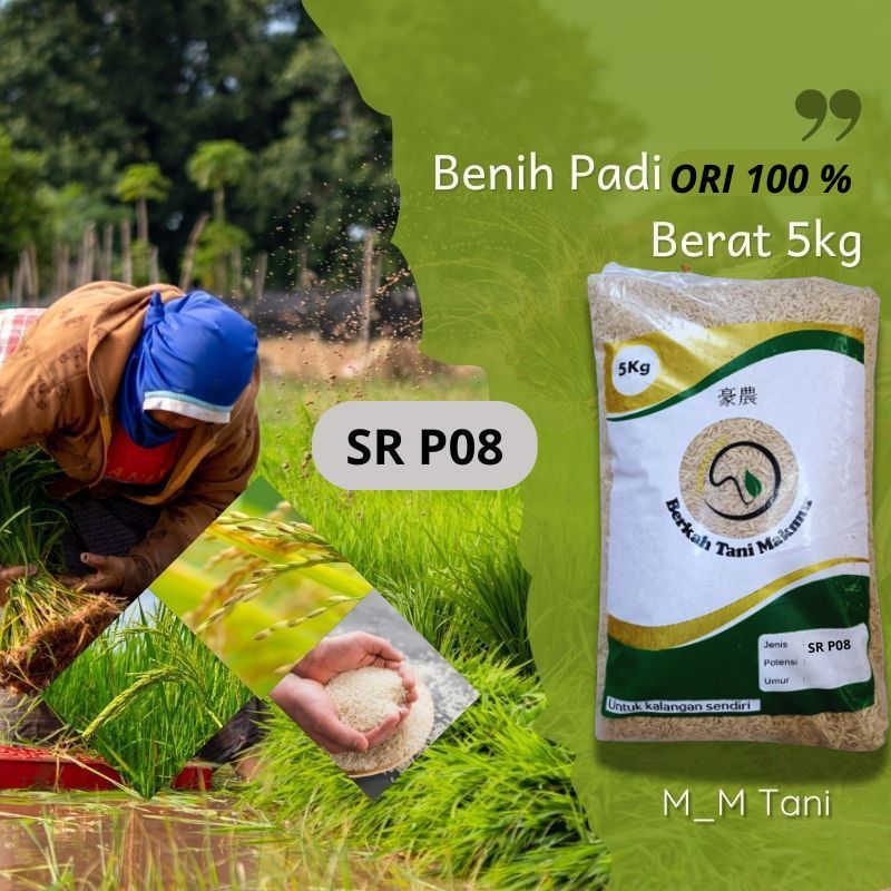 Jual Benih Padi SR P08 Ultra genjah 60-70 hst. | Shopee Indonesia