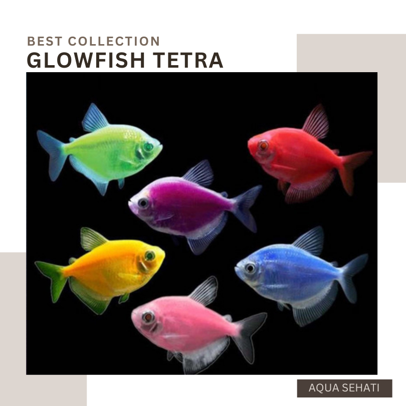 Jual ikan hias glofish glowfish tetra aneka warna size 3 4 cm - khusus ...