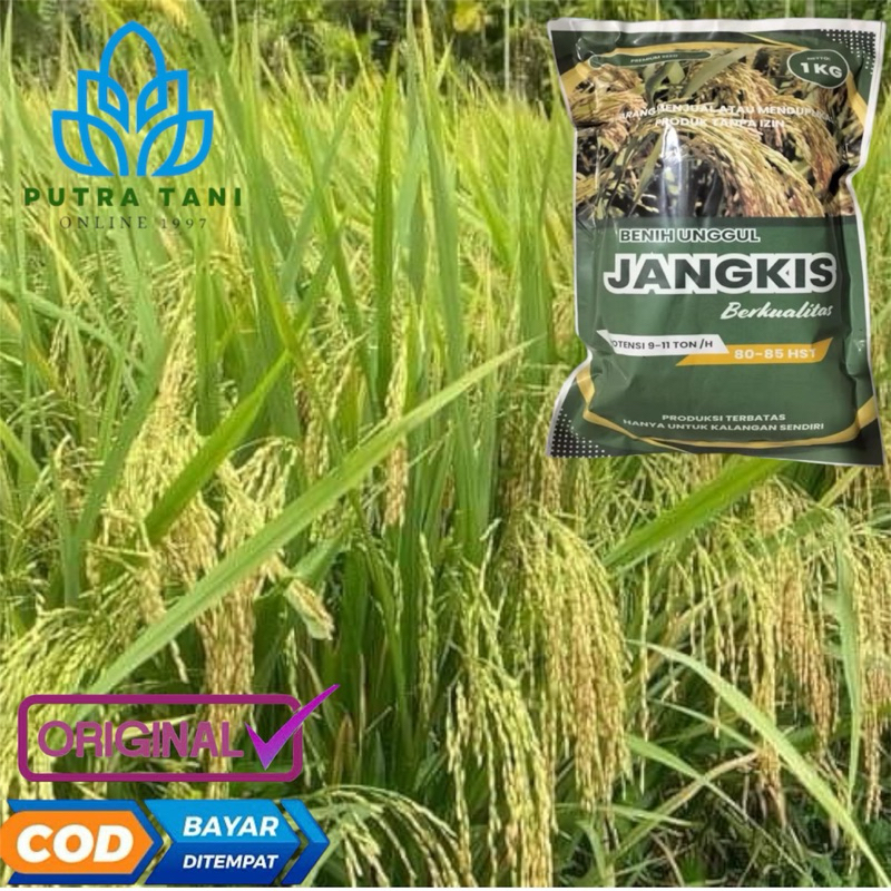 Jual BENIH PADI JANGKIS 1KG ( PUTRA TANI) | Shopee Indonesia