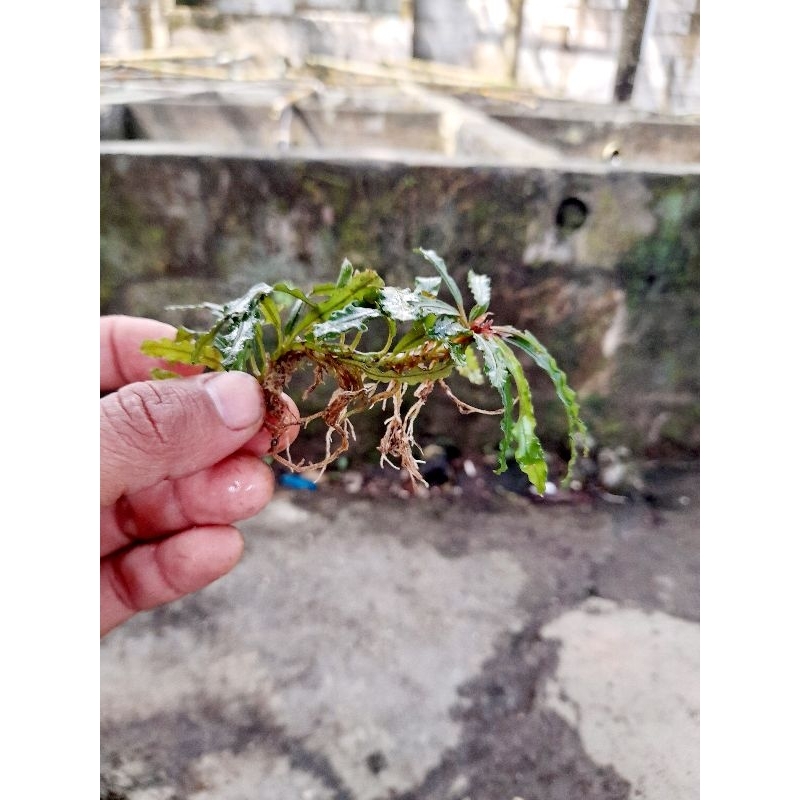 Jual tanaman aquascape bucephalandra palpet tanaman low co2 yah kaka ...