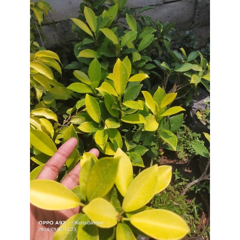 Jual bibit IPRIK PANDA || IPRIK GOLDEN (Ficus Microcarpha) | Shopee ...