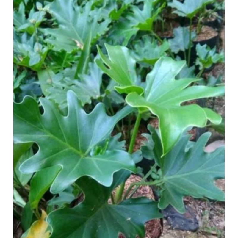 Jual pillo Dendrobium spek jumbo | Shopee Indonesia