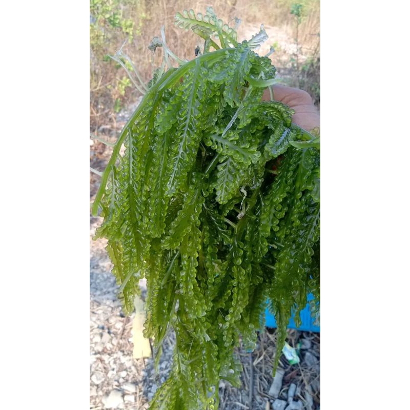 Jual Anggur Laut segar 1kilo | sea grape /latoh segar | Shopee Indonesia
