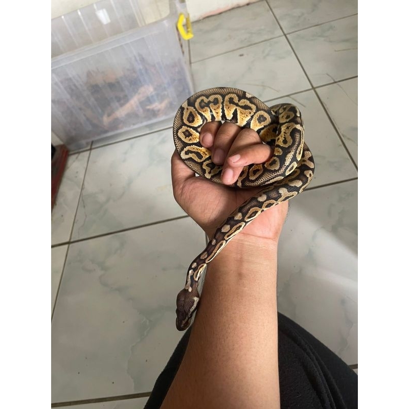 Jual Ball python Pastel Granit Yellow belly | Shopee Indonesia
