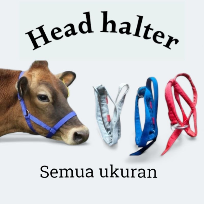 Jual BRANGUS HARNESS BACOK HEAD HALTER IKAT KEPALA SAPI KUAT TAHAN LAMA | Shopee Indonesia