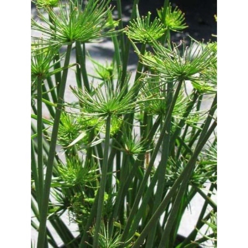 Jual TANAMAN HIAS AIR PAPYRUS MINI - TANAMAN HIAS AIR AQUASCAPE PAPIRUS ...