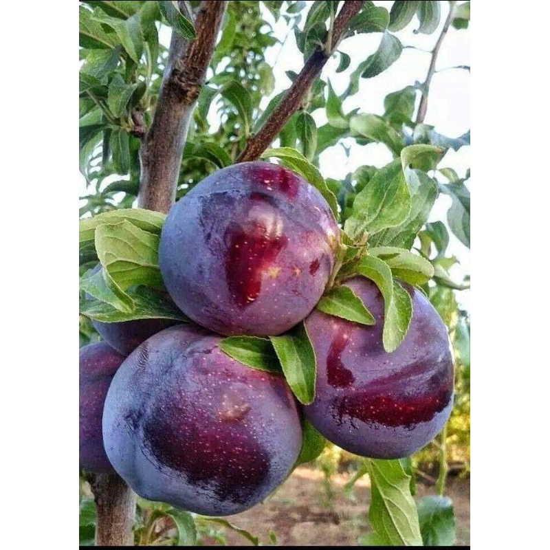 Jual Bibit PLUM AUSI BATANG BESAR LIVE 9.9 | Shopee Indonesia