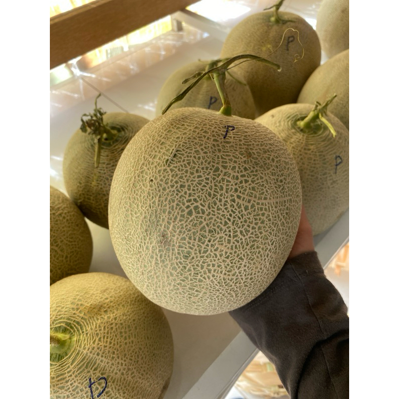 Jual Melon oren melon putih Lokal (Per Biji) | Shopee Indonesia