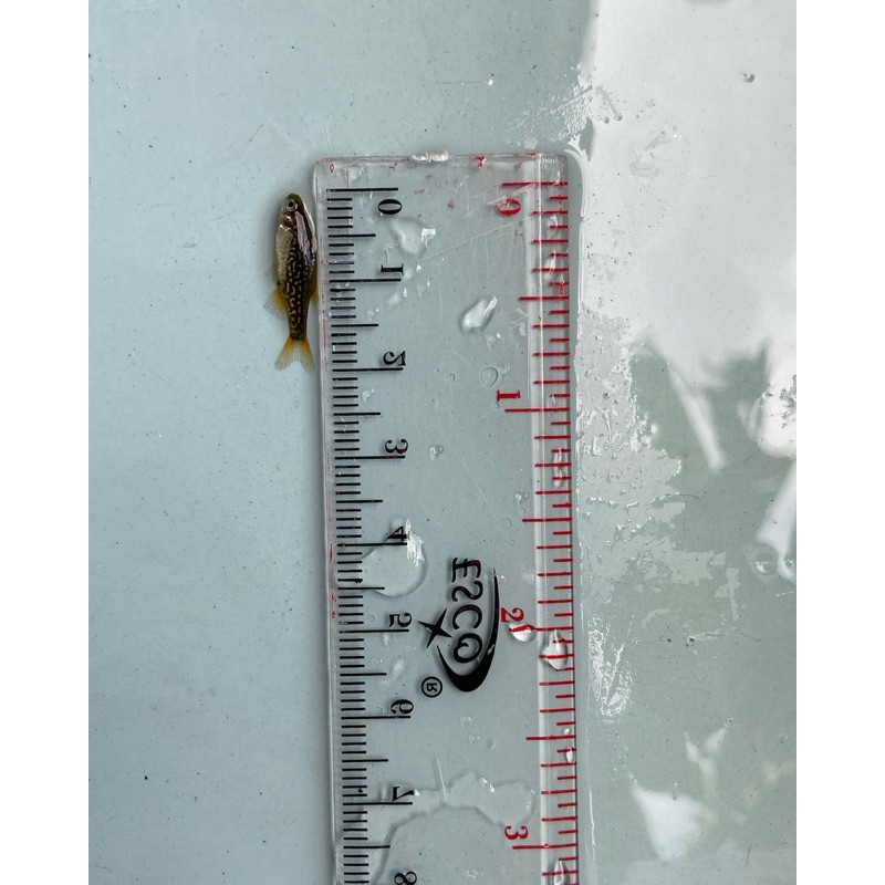 Jual [READY STOCK] ORNAMENTAL FISH - Rasbora Galaxy size s 1,5 cm (15 ...