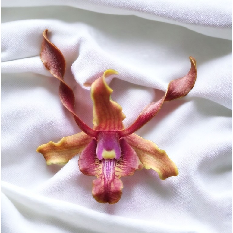 Jual Anggrek Dendrobium Semi Melintir Kode ARS Airy Red Spin Dewasa ...