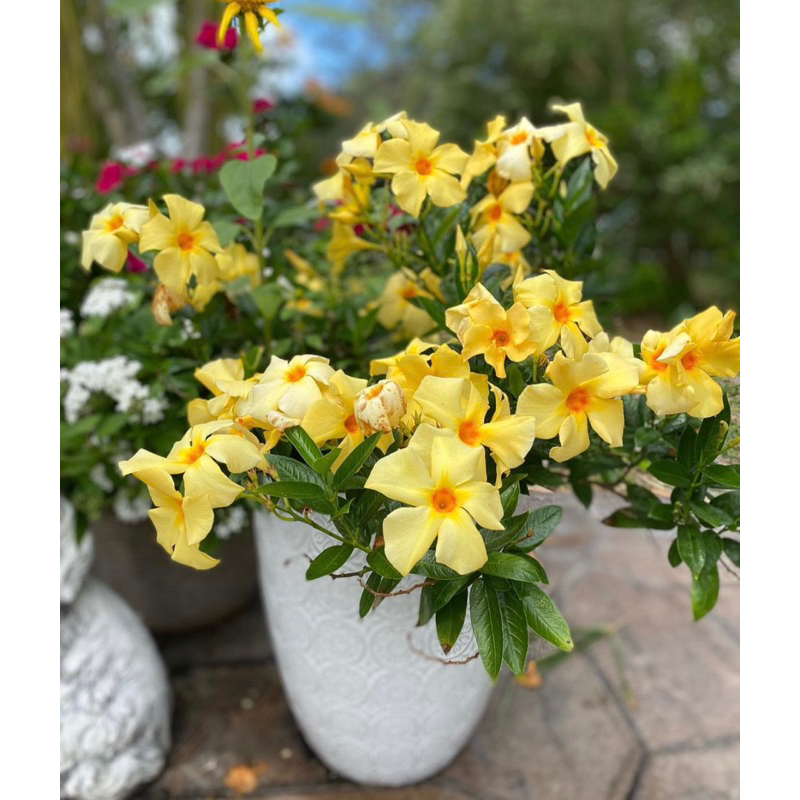 Jual Tanaman Hias Bunga Mandevilla Bunga Kuning - Tanaman Merambat ...