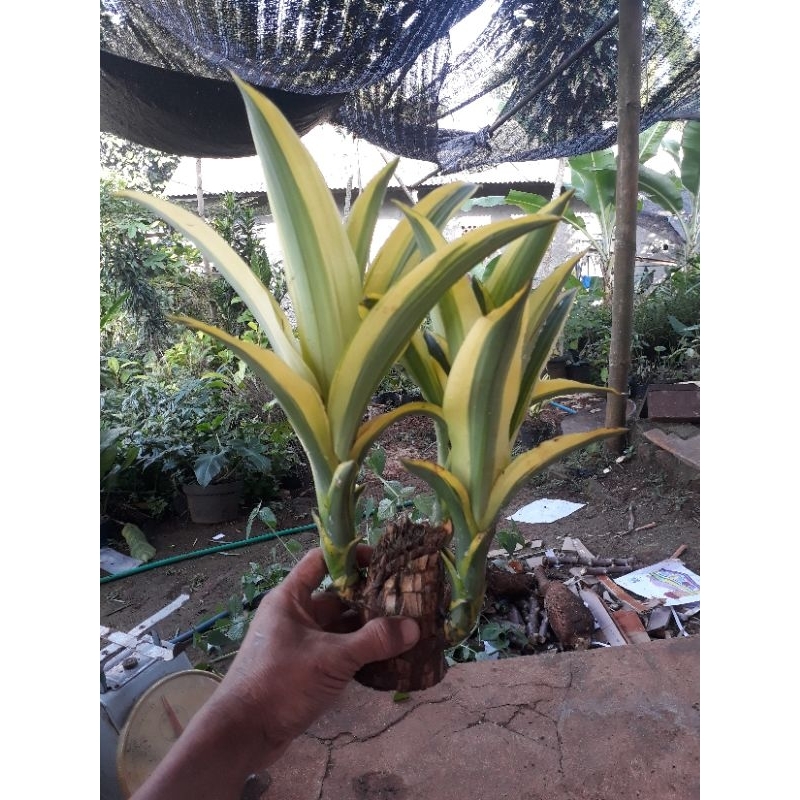 Jual Stek Hanjuang Bonsai Mini Golden | Shopee Indonesia