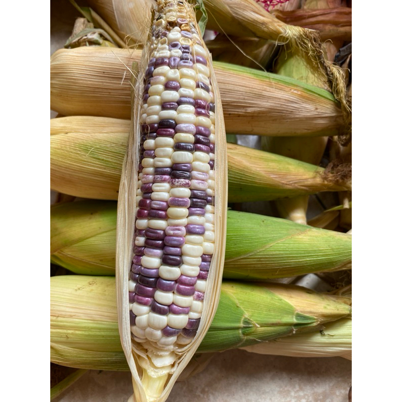 Jual Jagung Ketan Putih Ungu 1kg | Shopee Indonesia