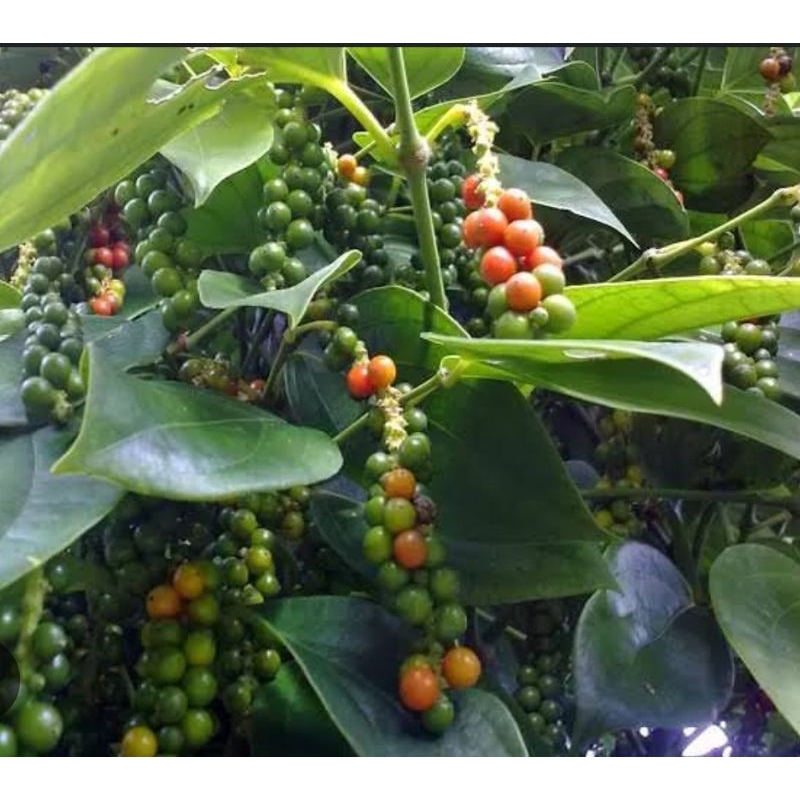 Jual BIBIT LADA UNGGUL 4/5 RUAS ( COD ) | Shopee Indonesia