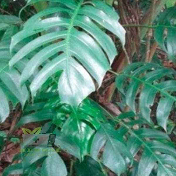 Jual Jual Daun Ekor Naga Segar 500 gram fresh | Shopee Indonesia