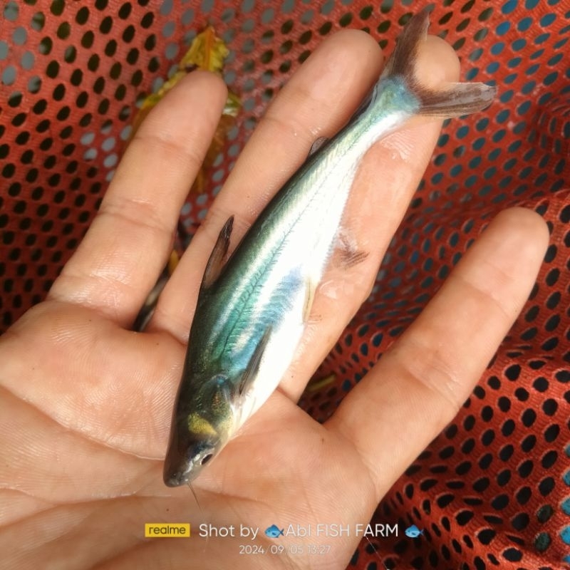 Jual bibit ikan patin 8-10cm | Shopee Indonesia