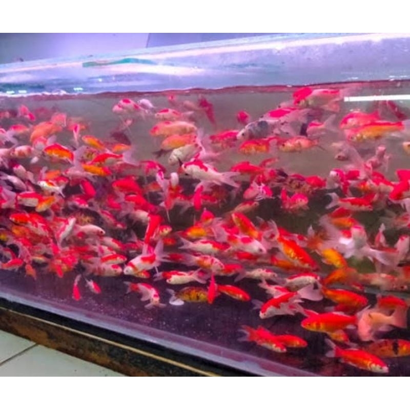 Jual ikan hias(komet)slayer/ekor panjang , ikan hias akuarium aquascape ...