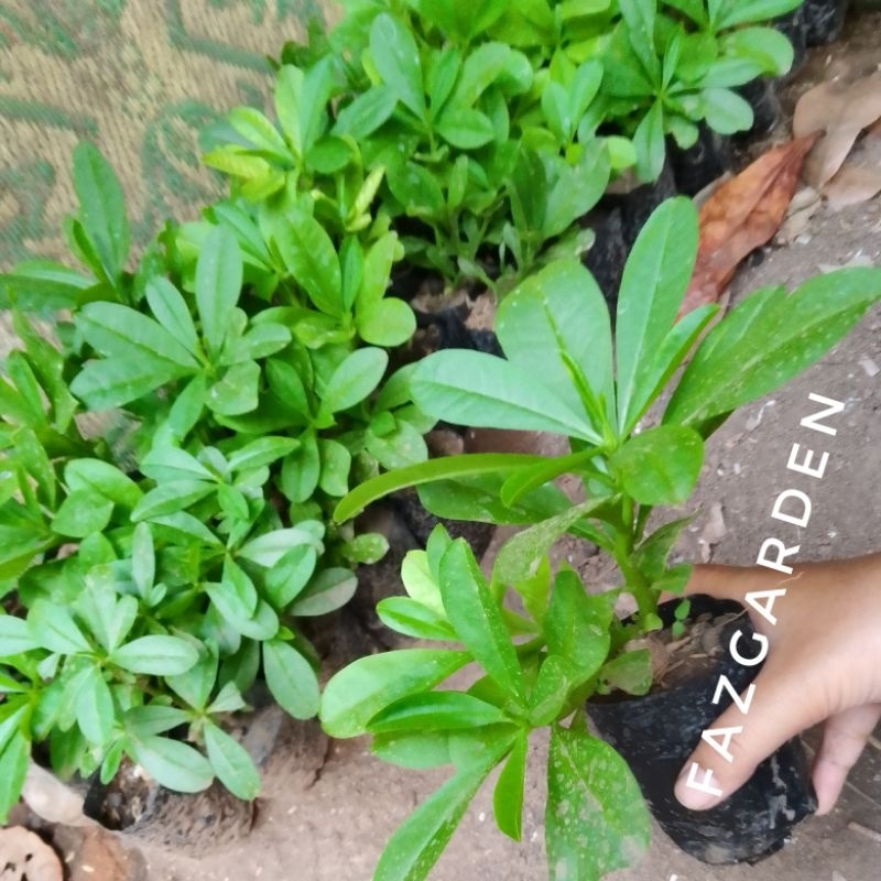 Jual Bibit Gingseng Jawa (tanaman segudang manfaat) | Shopee Indonesia