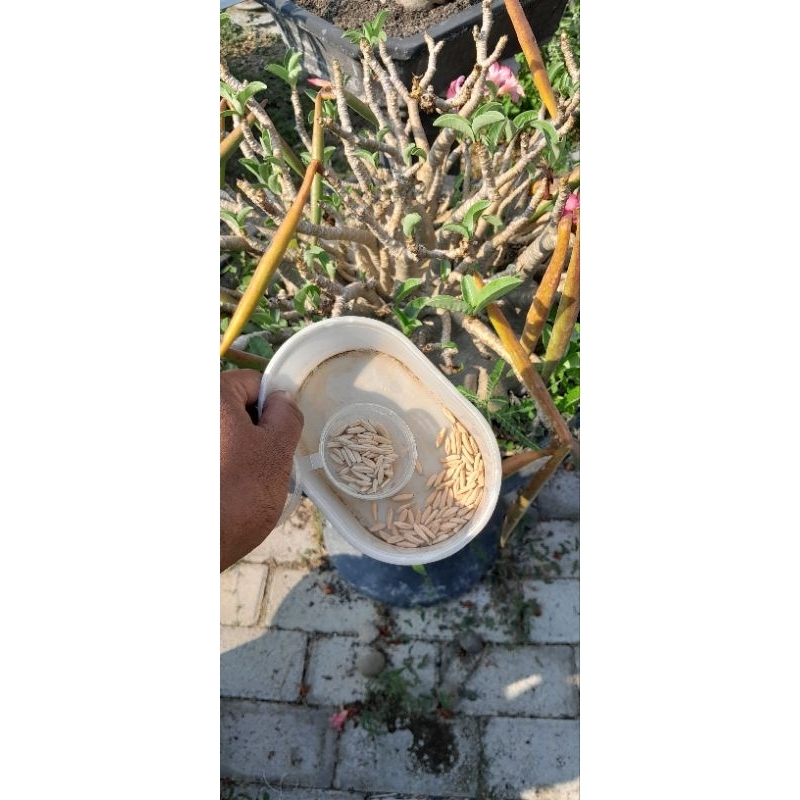 Jual Biji Adenium arabicum Godji montrasiam | Shopee Indonesia