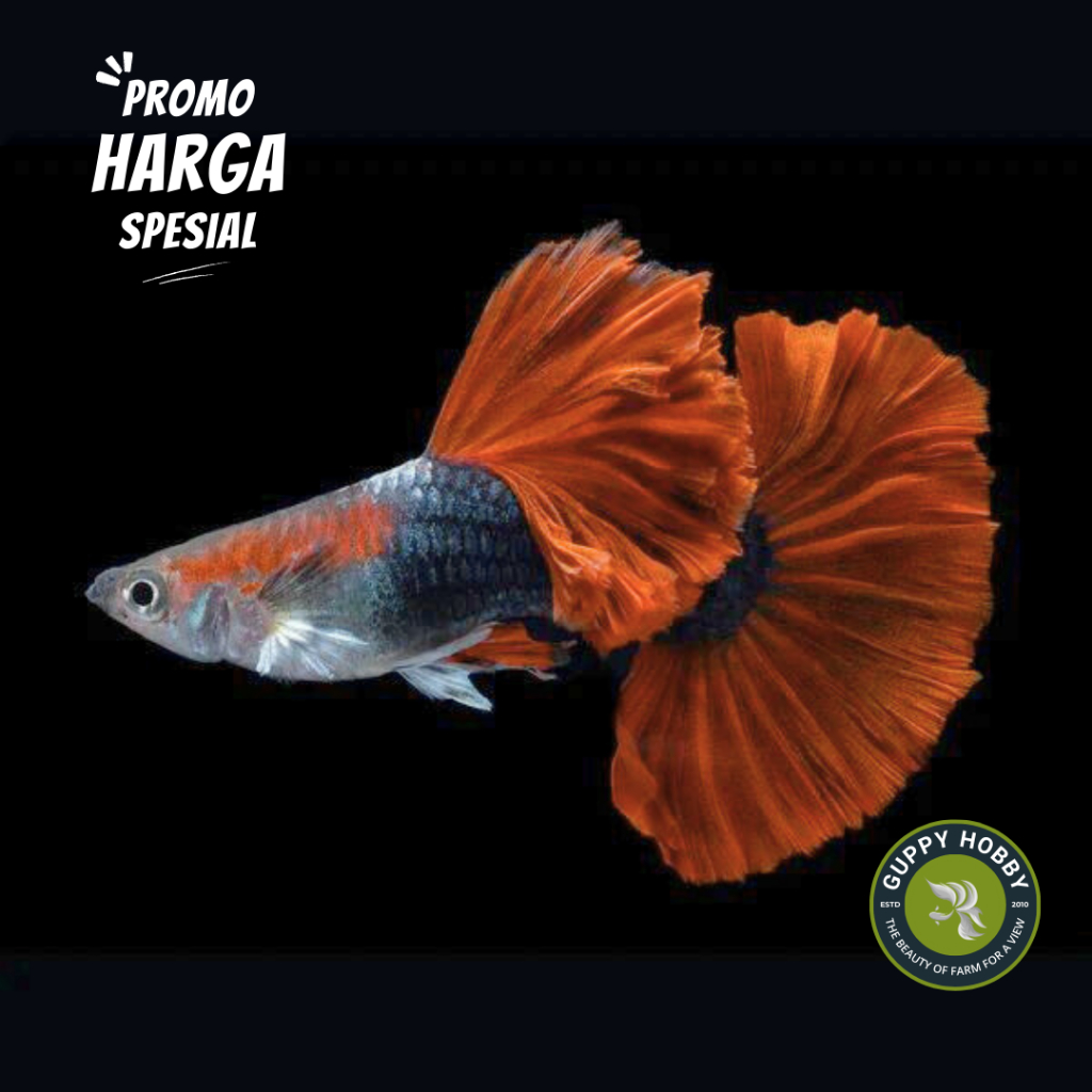 Jual GUPPY Akuarium HB RED ROSE TAIL 1 Pasang Spesial Harga | Shopee Indonesia