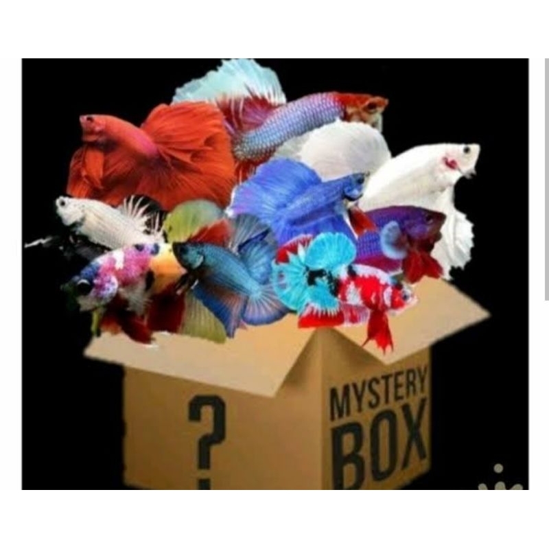 Jual mistri box biasa,tapi gak biasa | Shopee Indonesia