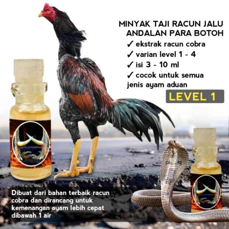Jual Ayam Bangkok Spesialis Jalu Beracun Jago Tarung Andalan Para Botoh ...