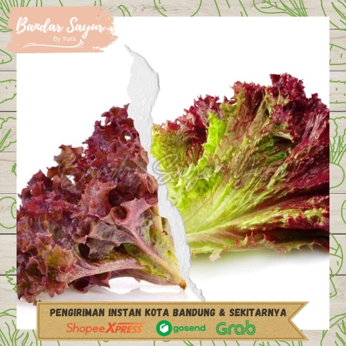 Jual SELADA MERAH Red Lettuce 250Gr - Mixed Lettuce/Selada Campur ...