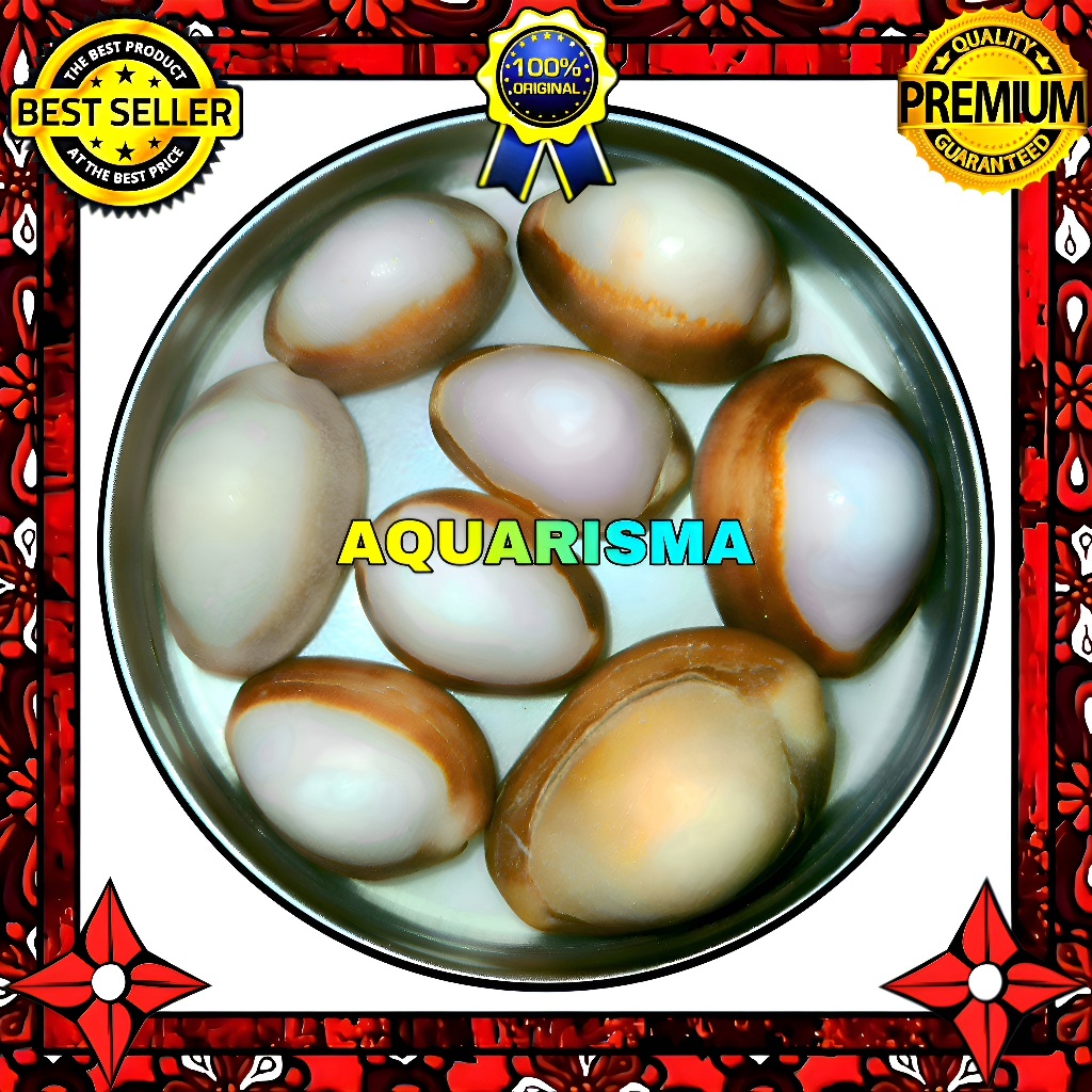 Jual HIASAN DAN KOLEKSI - CANGKANG KERANG COWRY CYPRAEA BROWN SNOW ...