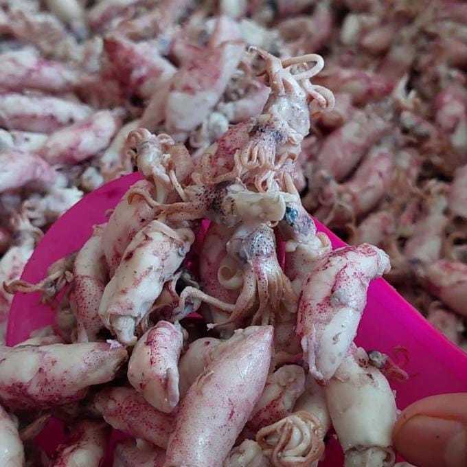 Jual Cumi asin baby cumi kering 500 grm kualitas super|baby cumi|ikan ...